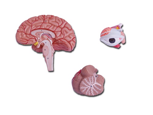 Life Size Head Model - Anatomy Models - Torso and Head | Surgical ...