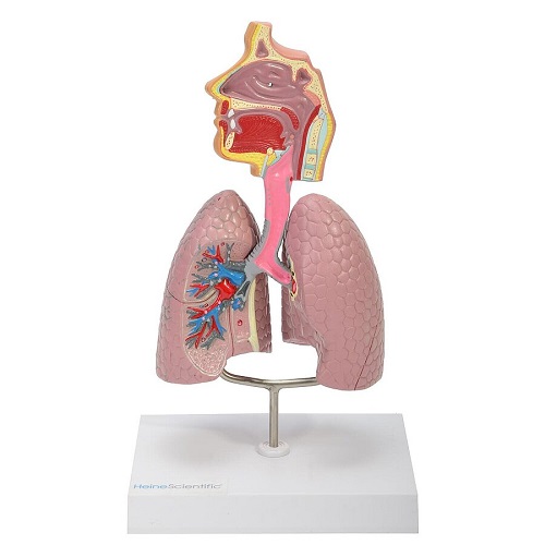 Human Respiratory System Model - Human Organ Anatomy Models | Surgical ...