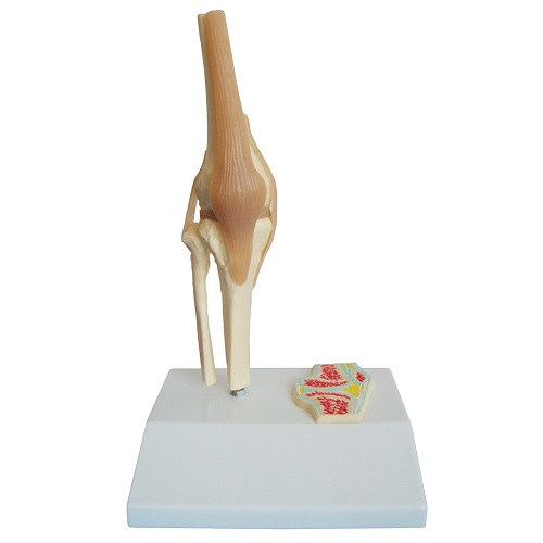 Knee Model with Sagittal Cross Section Model - Joint And Vertebrae ...