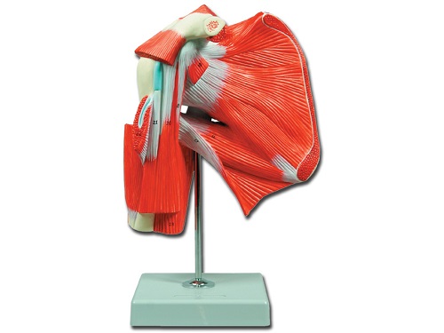 Muscles Of The Shoulder Model - Joint And Vertebrae Anatomy Models ...