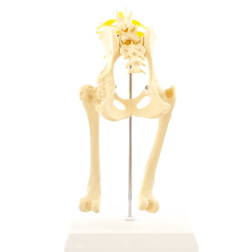 Artificial Animal Anatomy Models Quality Medical Suppliers | Surgical ...