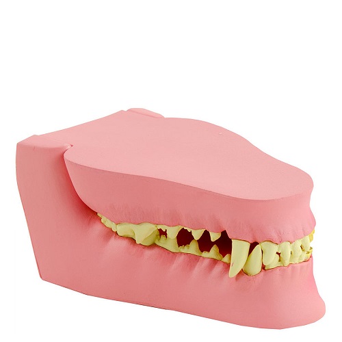 Large Canine Jaw - Anatomical Veterinary Dental Models | Surgical ...