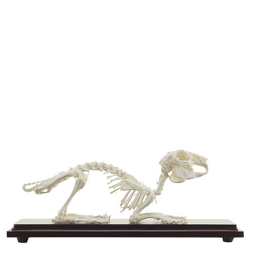 Rabbit Skeleton Specimen - Real Animal Skeleton Models | Surgical ...